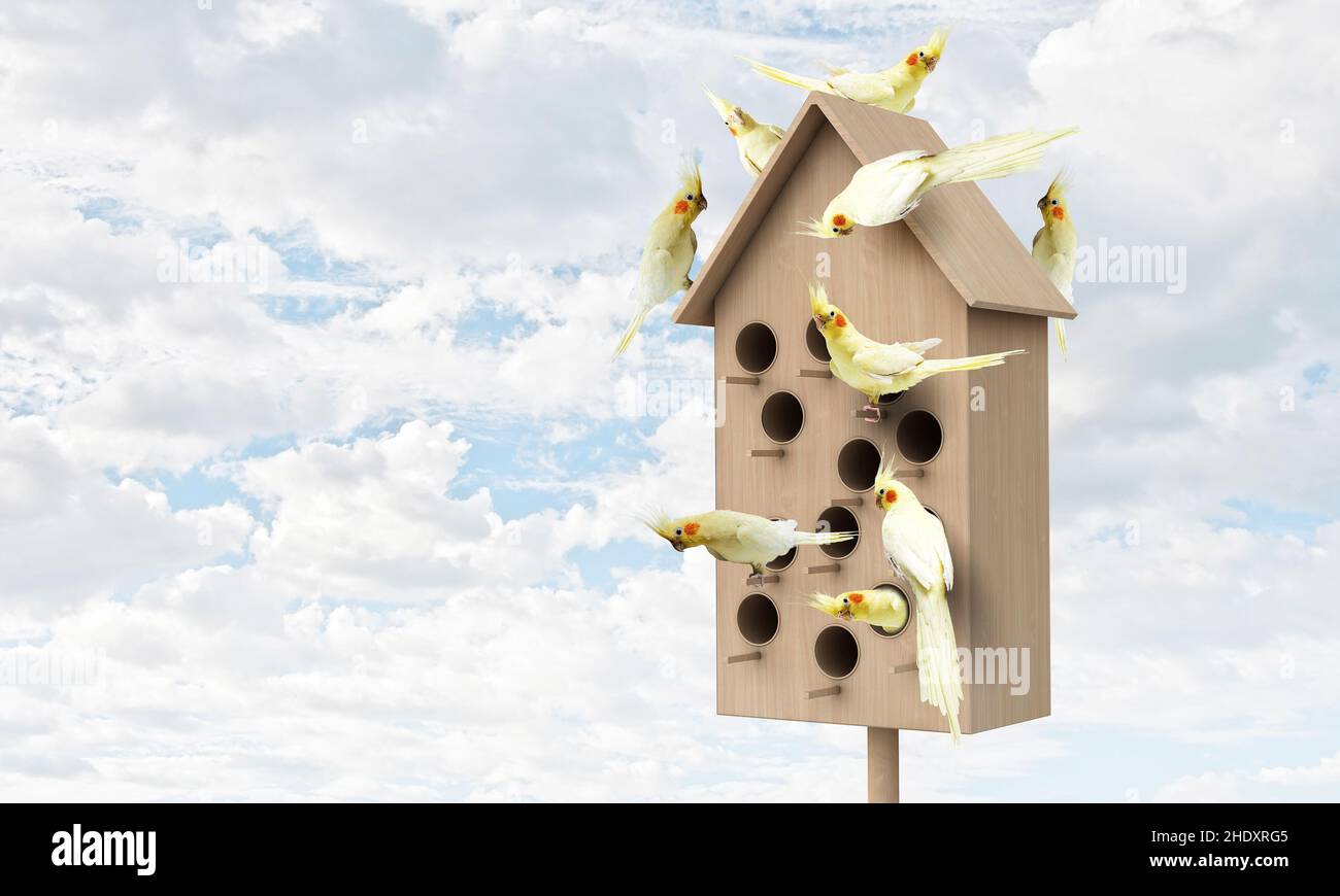 bird house, birdhouse, cockatiel, bird houses, birdhouses, cockatiels ...