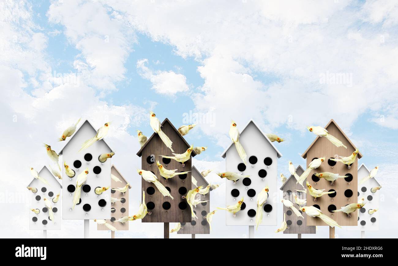 bird house, neighbors, cockatiel, bird houses, neighbor, cockatiels ...