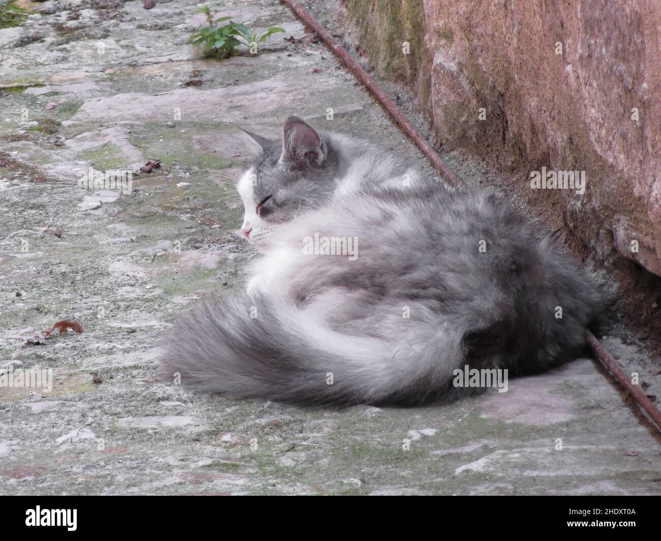 Fluffy cat sleeping crouch on the floor Stock Photo - Alamy