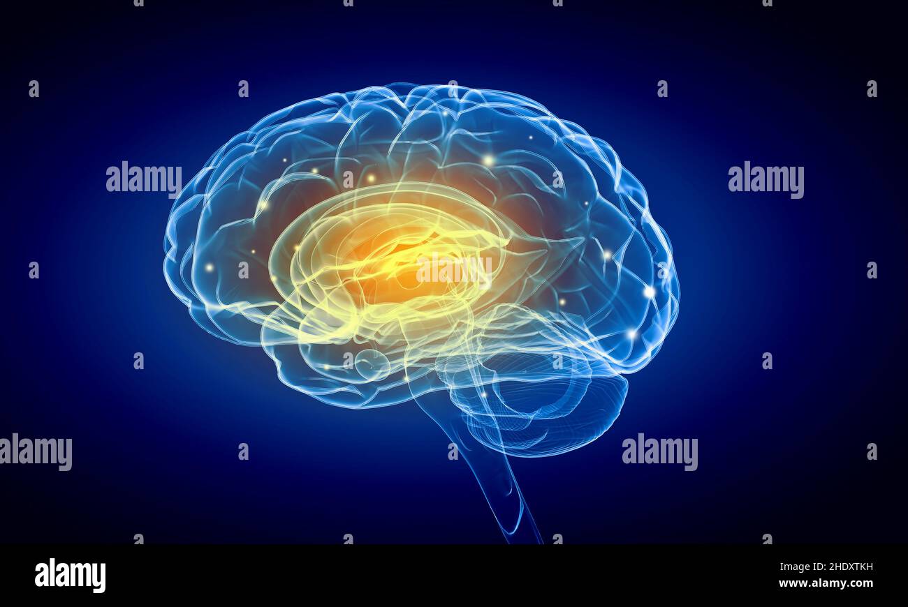 brain, control center, neurons, brains, control centers Stock Photo - Alamy