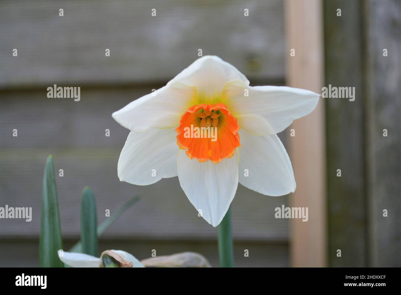 Beautiful spring daffodil Stock Photo - Alamy