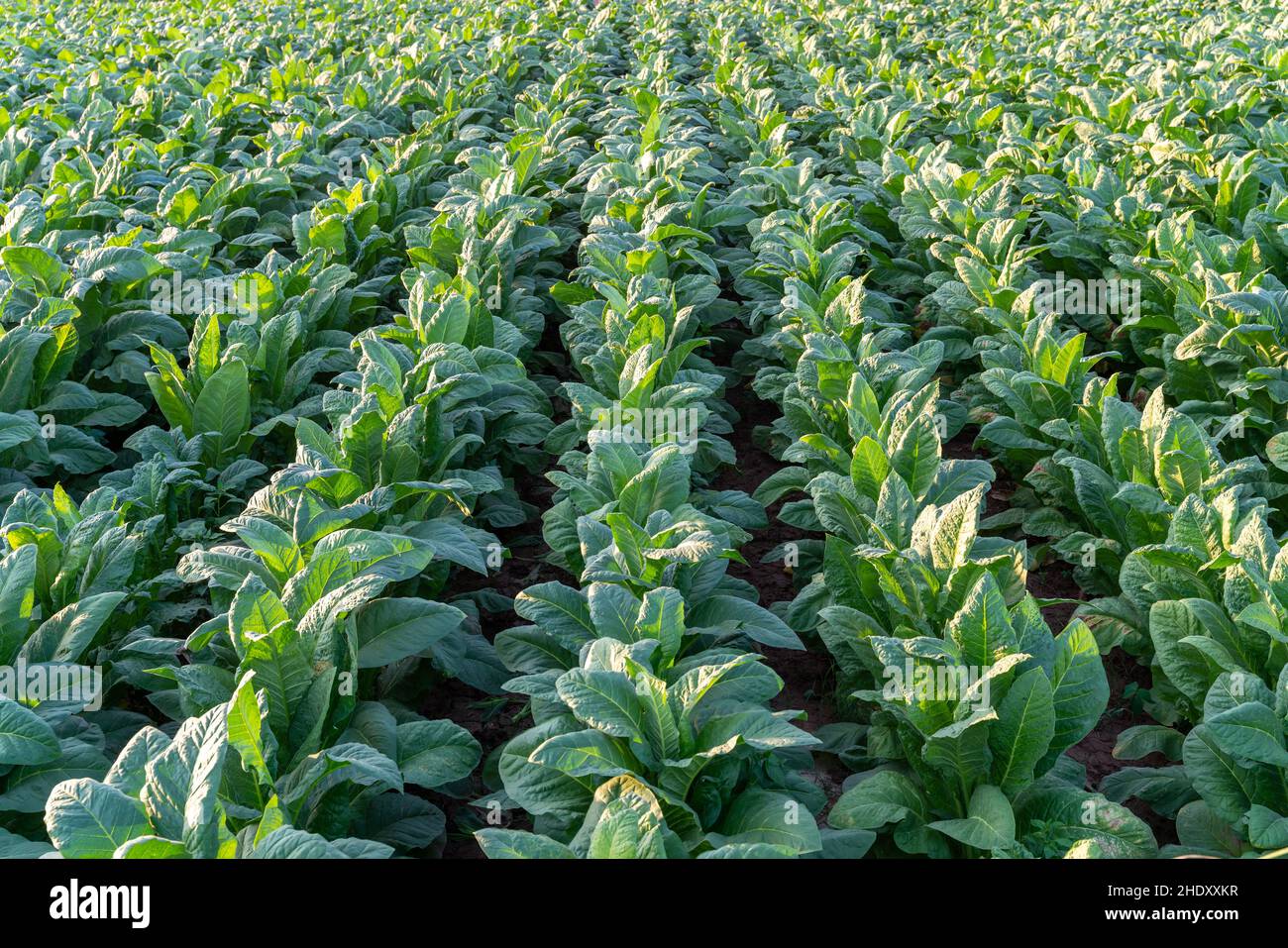 Tobacco crop for export hi-res stock photography and images - Alamy
