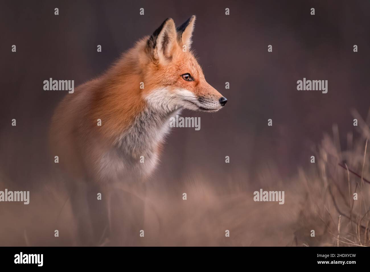 Fox on the hunt hi-res stock photography and images - Alamy
