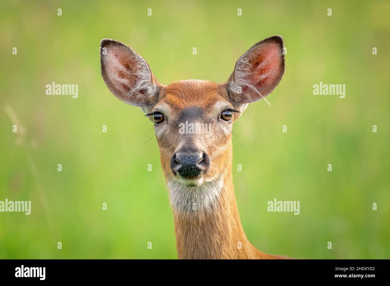 White-tailed deer close up Stock Photo - Alamy