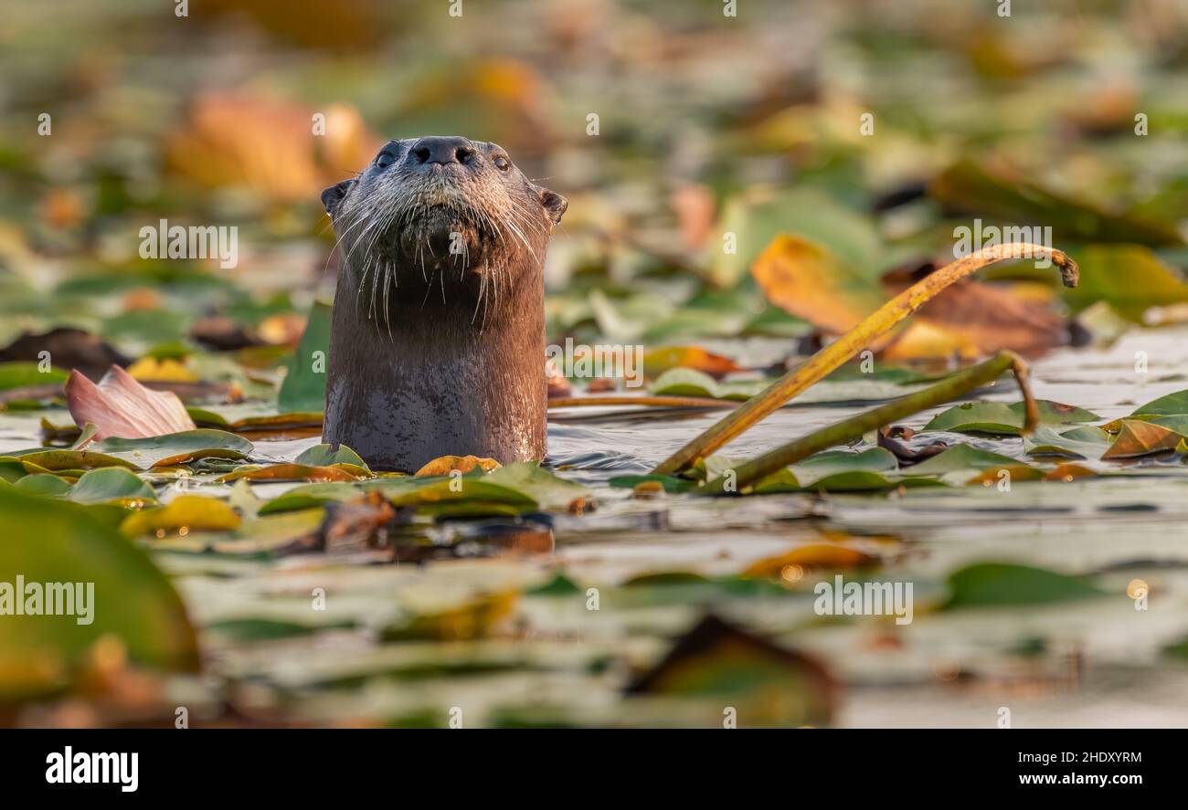 Swamp otter hi-res stock photography and images - Alamy