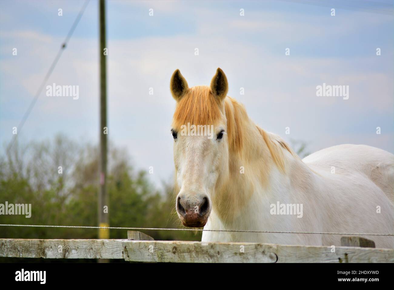Beautiful white stallion posing for the camera Stock Photo - Alamy