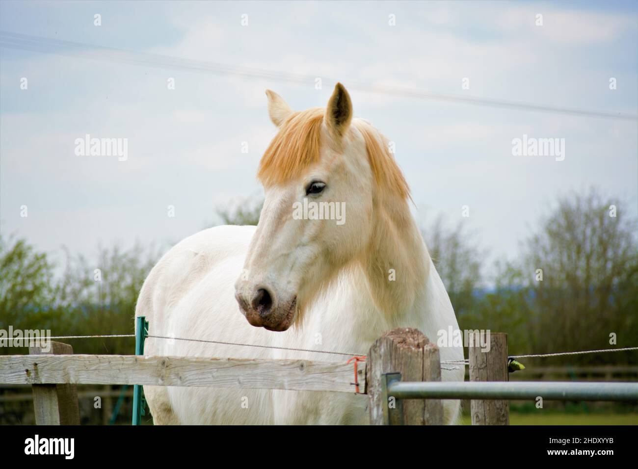 Beautiful white stallion posing for the camera Stock Photo - Alamy