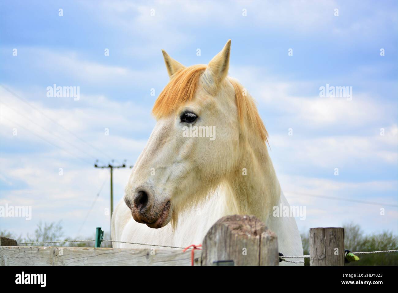 Beautiful white stallion posing for the camera Stock Photo - Alamy