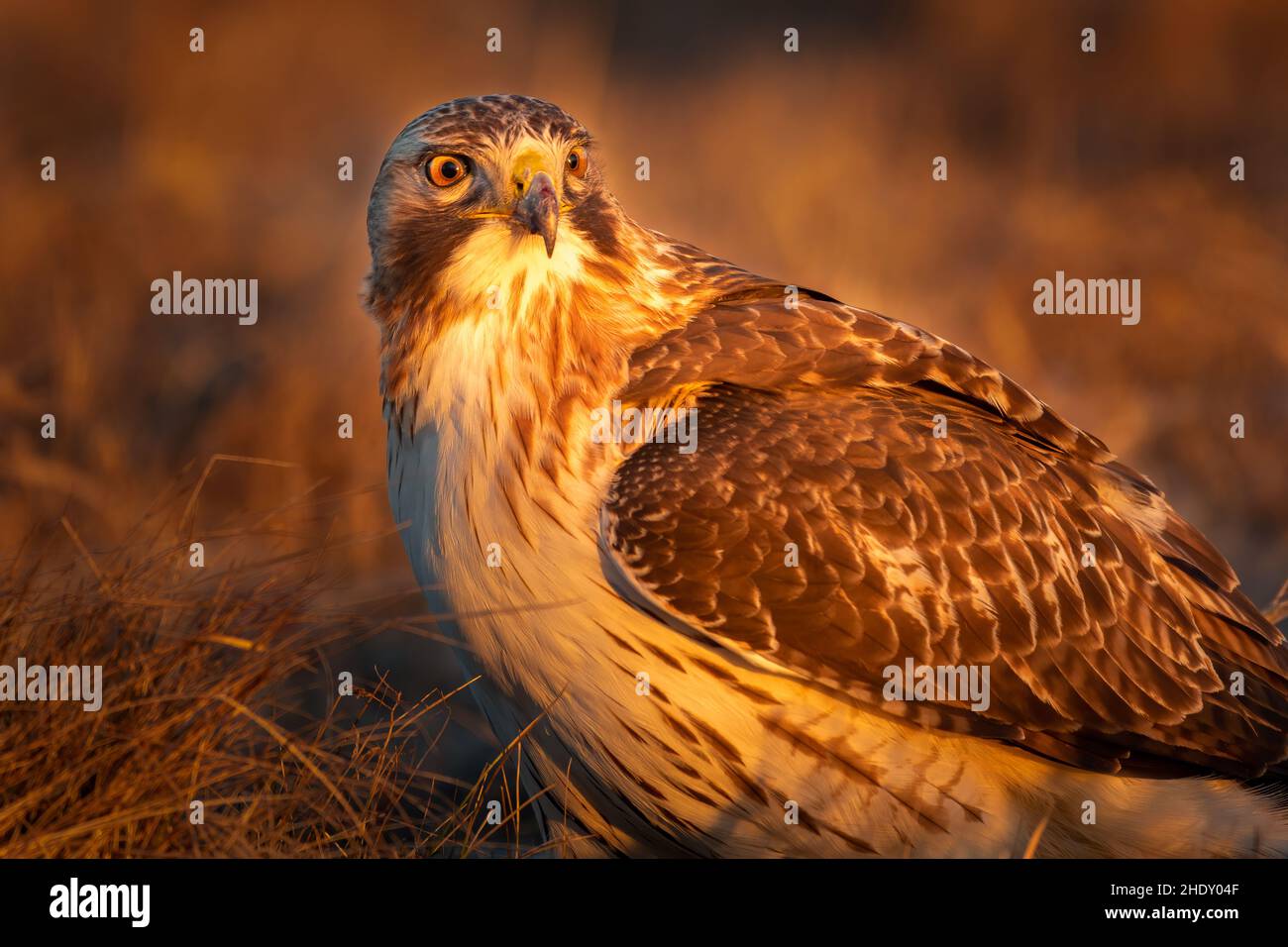 Red-tailed hawk in golden light Stock Photo - Alamy