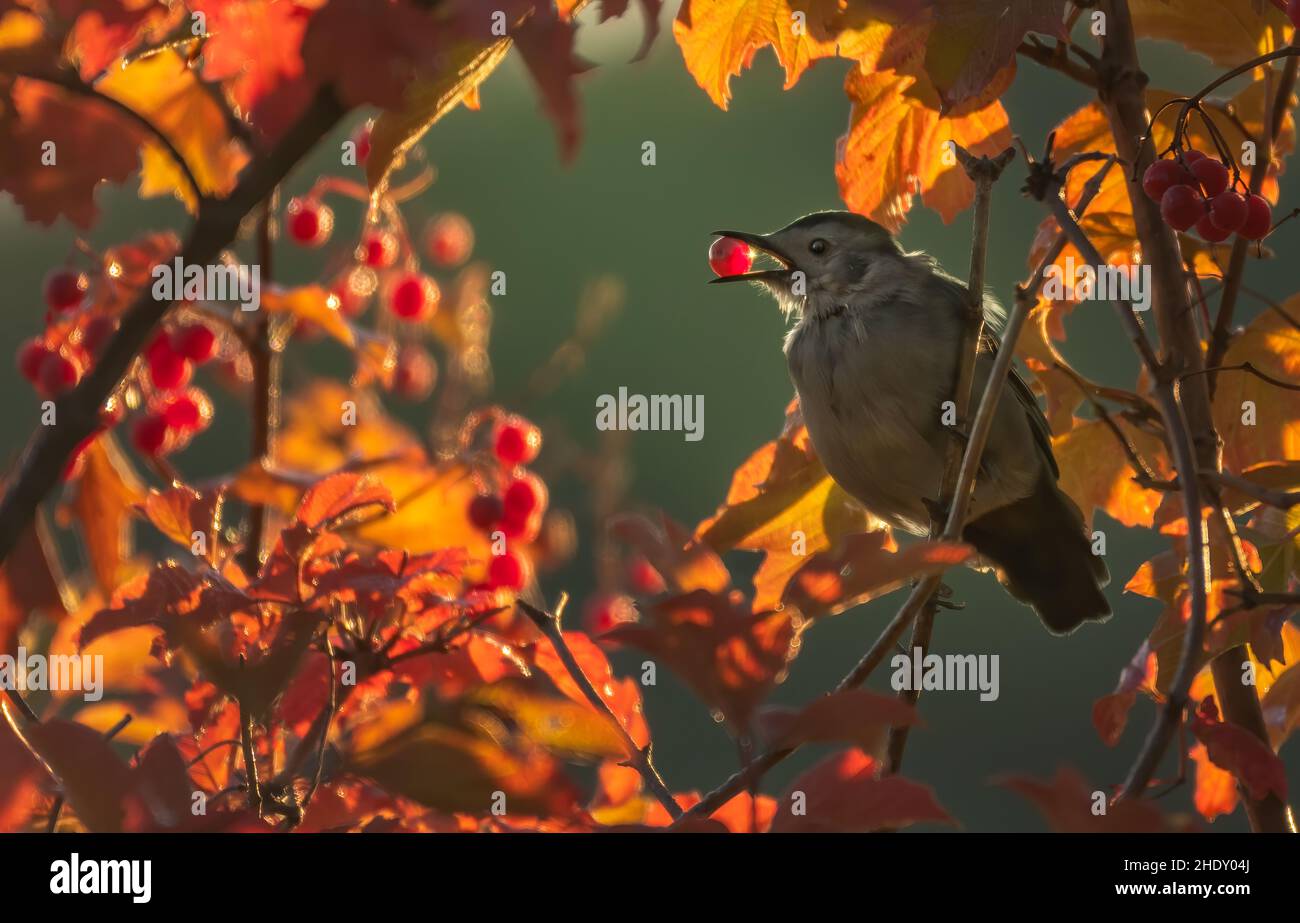 gray catbird eating a berry Stock Photo - Alamy