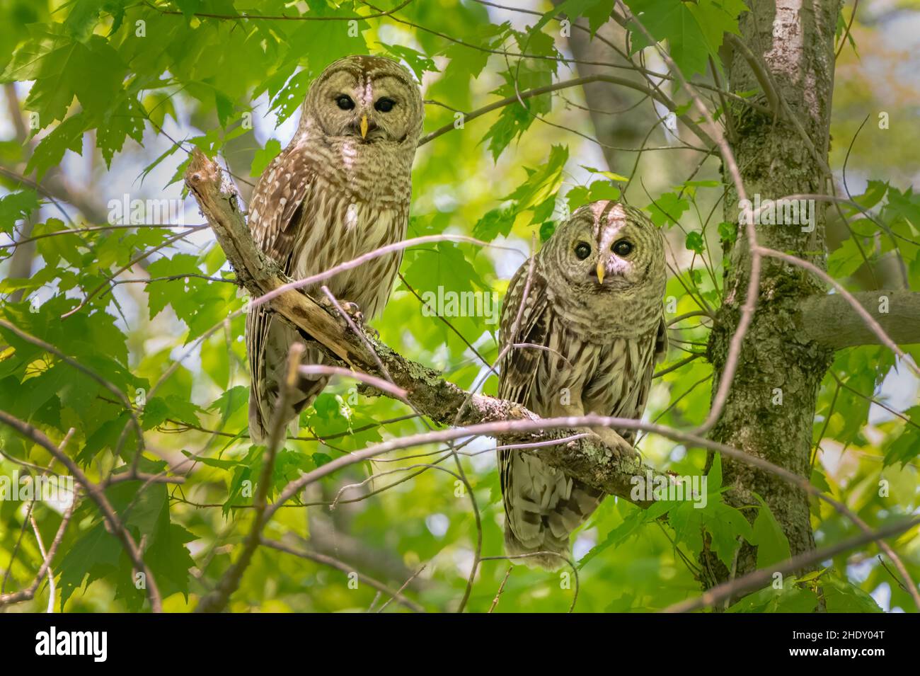 Perch on trees hi-res stock photography and images - Alamy