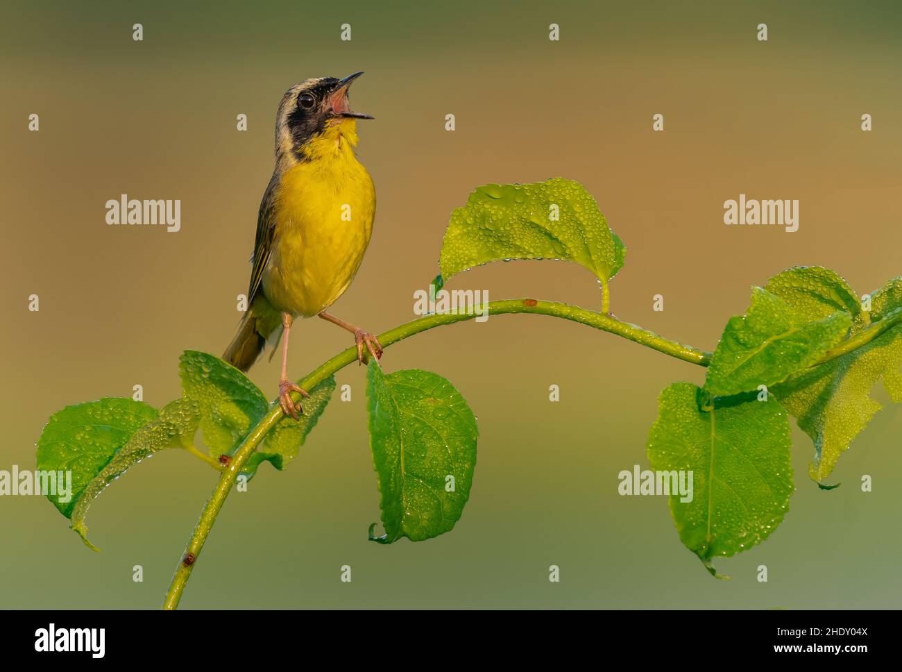 Male Common Yellowthroat Stock Photo - Alamy
