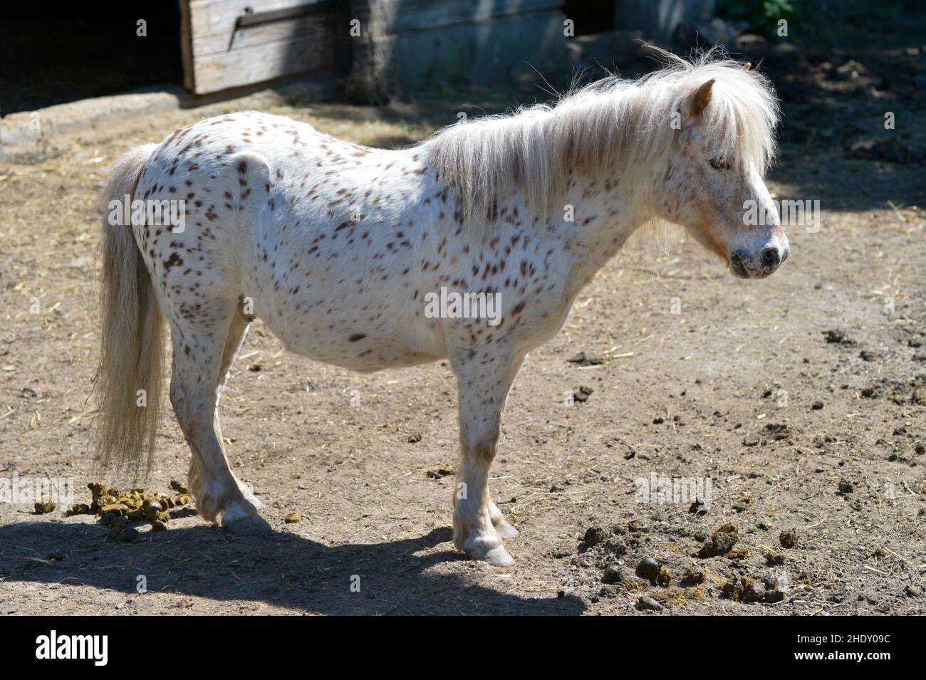 A young little white horse with dark spots and a long mane Stock Photo ...