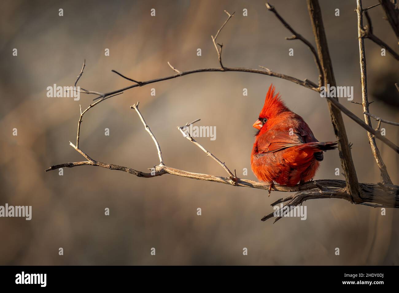 Male cardinal on branch Stock Photo - Alamy