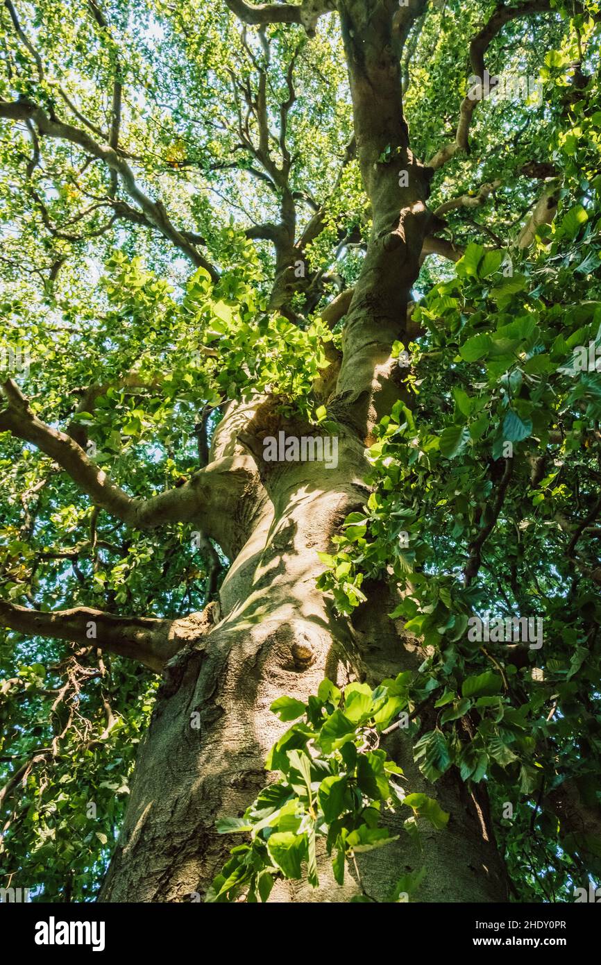Weeping beech, Fagus sylvatica Stock Photo - Alamy