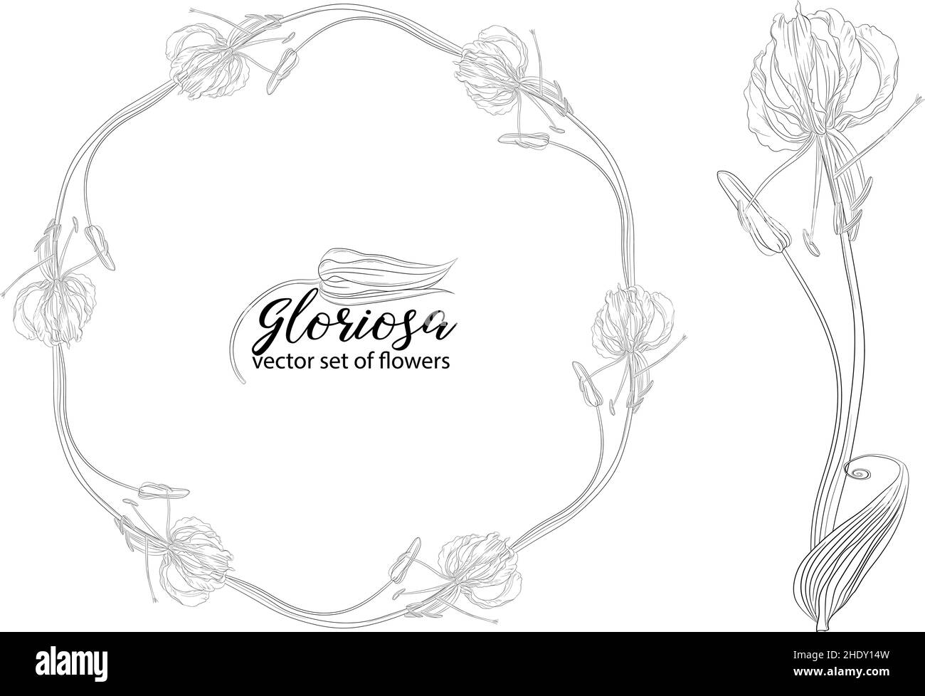 vector set of flowers and beads glorasa Gloriosa Stock Vector Image ...