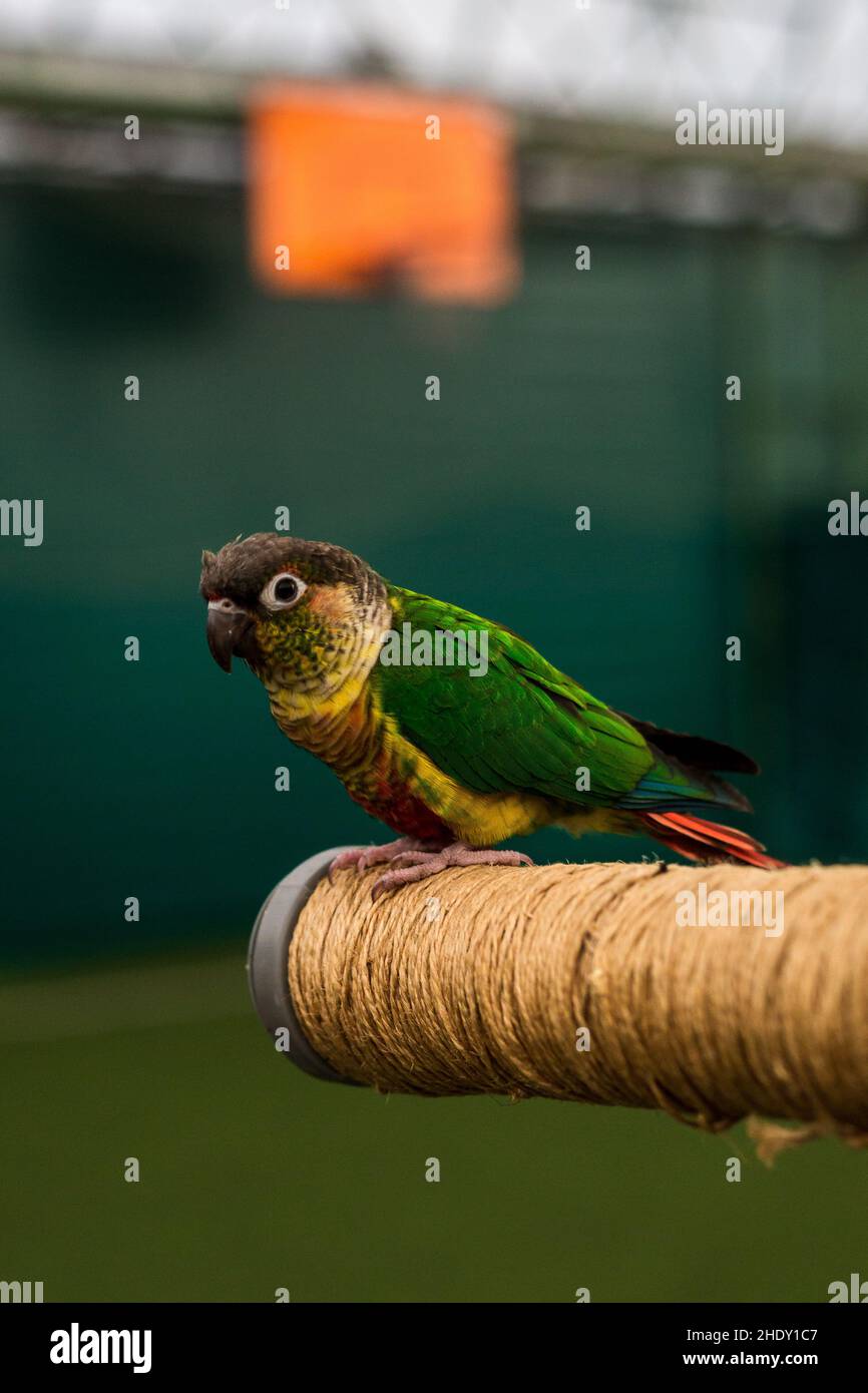 Little green cheeked conure Stock Photo - Alamy