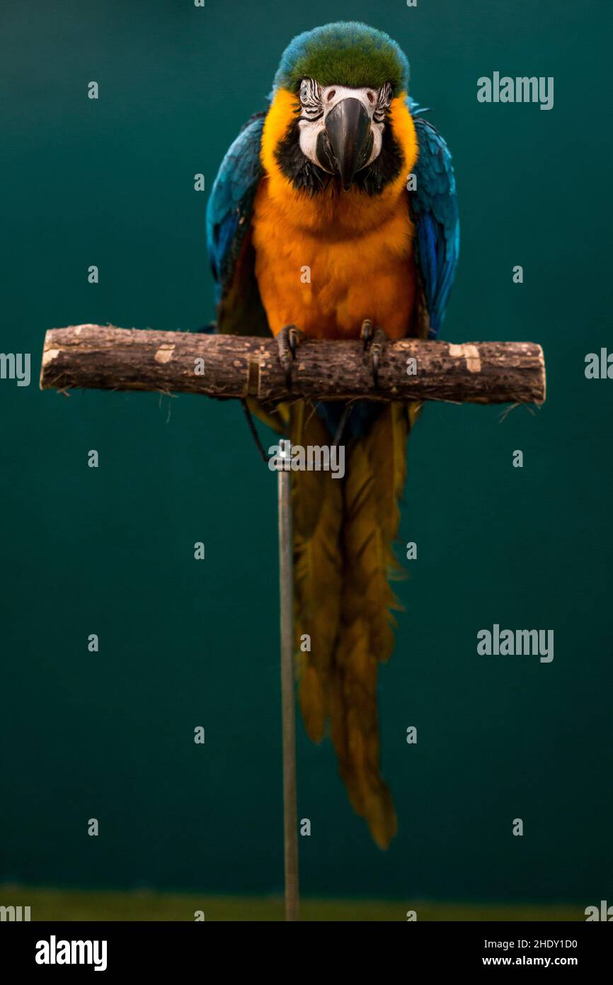 Blue Macaw Baby