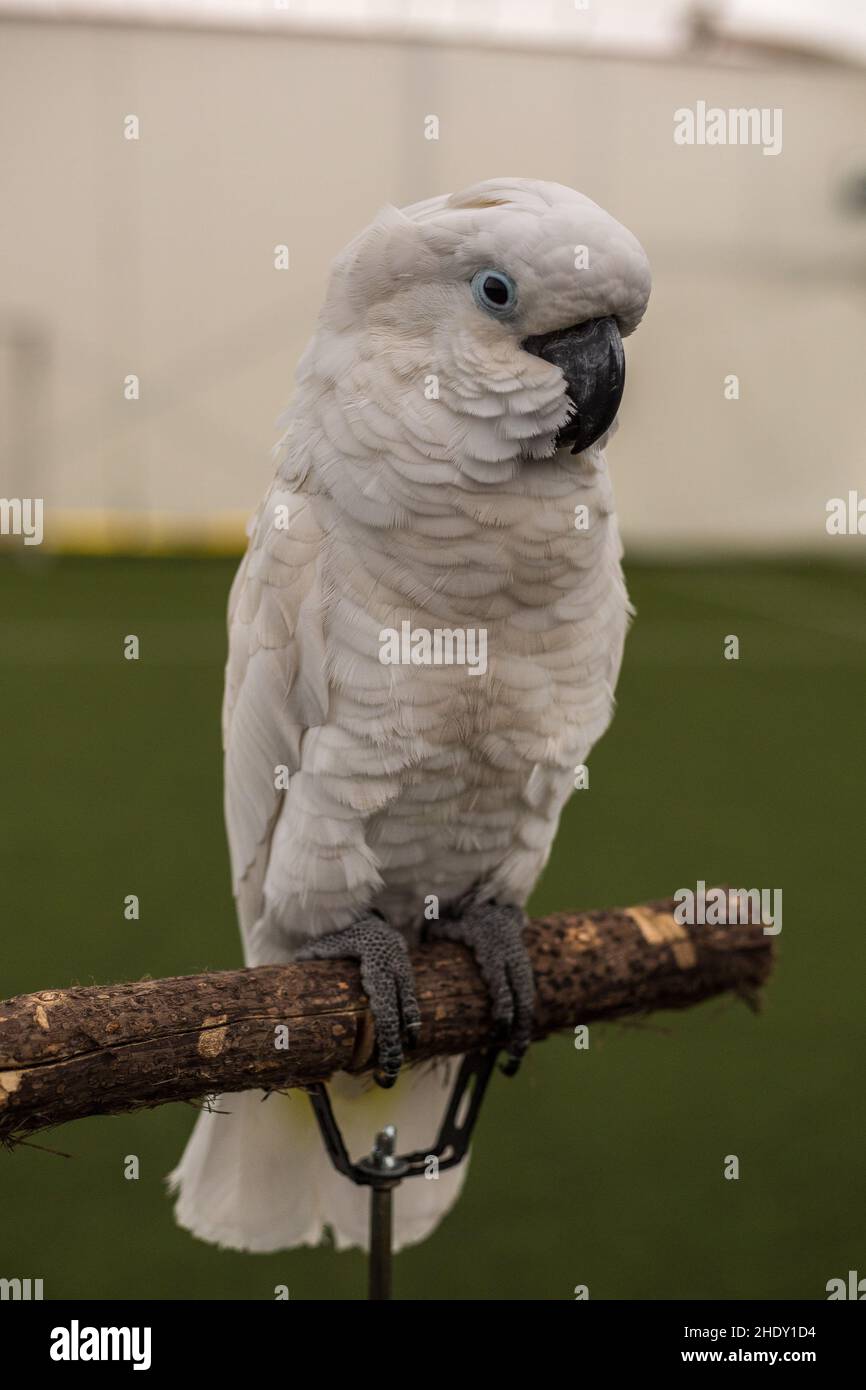 Black and white portrait of a cockatoo hi-res stock photography and ...