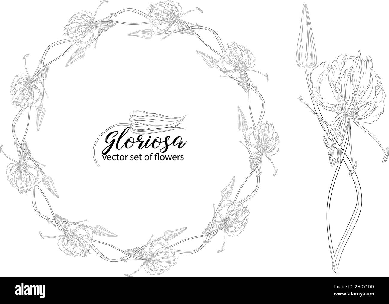 vector set of flowers and beads glorasa Gloriosa Stock Vector Image ...