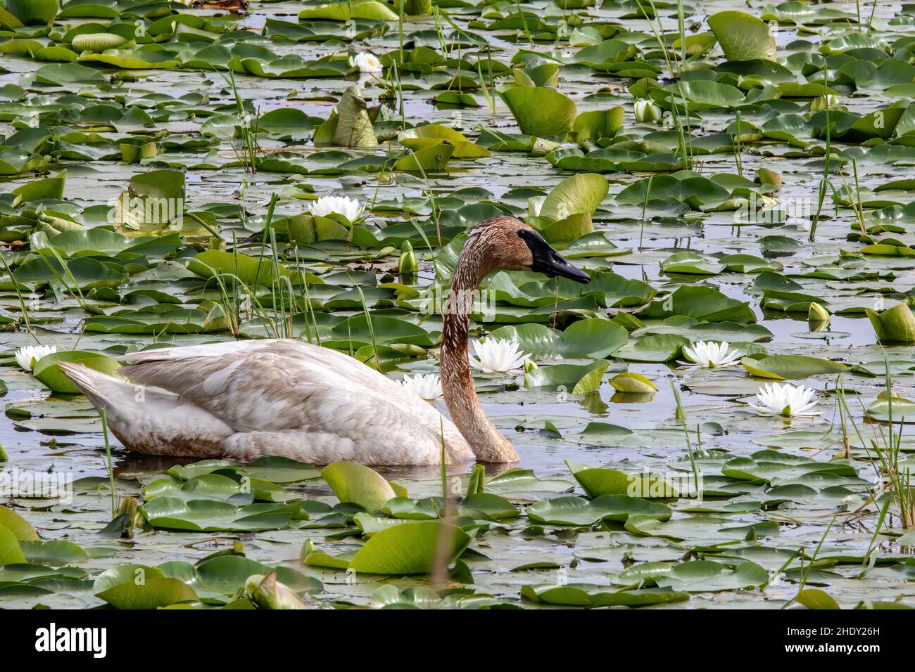 Wildlife in meadows hi-res stock photography and images - Alamy