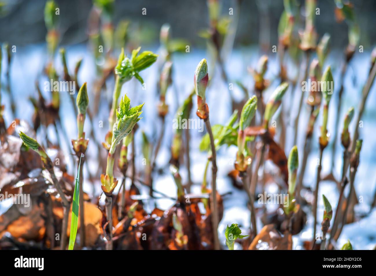 The stems of the shrub at the moment of the green leaves blooming ...