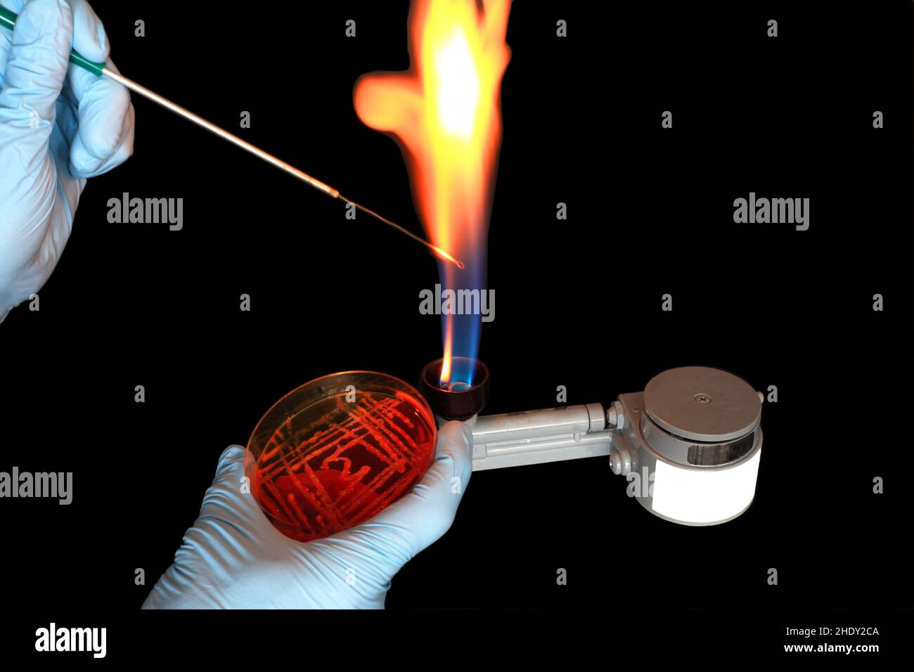 Flaming a loop before transferring bacteria on a agar plate Stock Photo ...