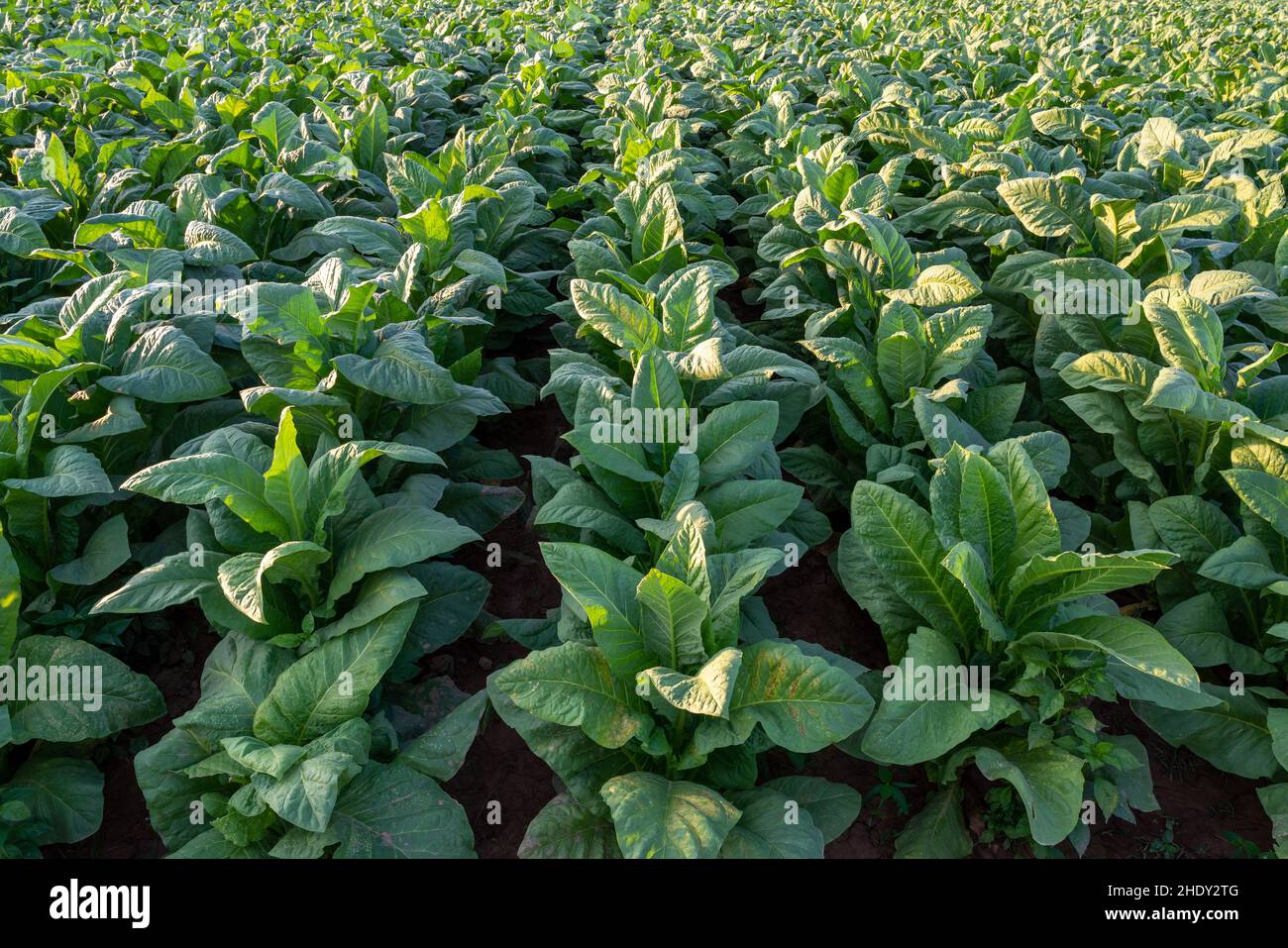 Growing season tobacco in tobacco plantation field.Tobacco Industry for ...