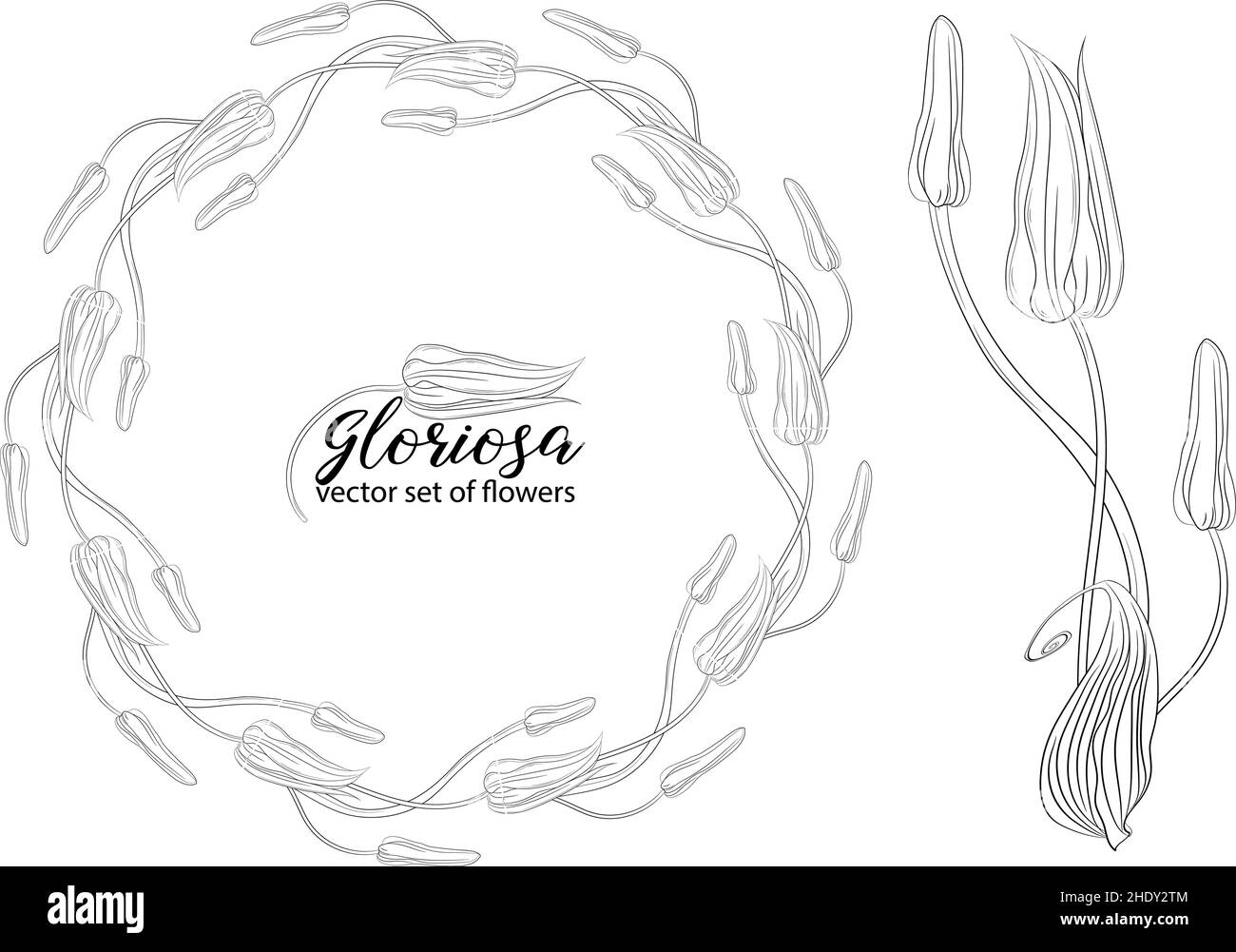 vector set of flowers and beads glorasa Gloriosa Stock Vector Image ...