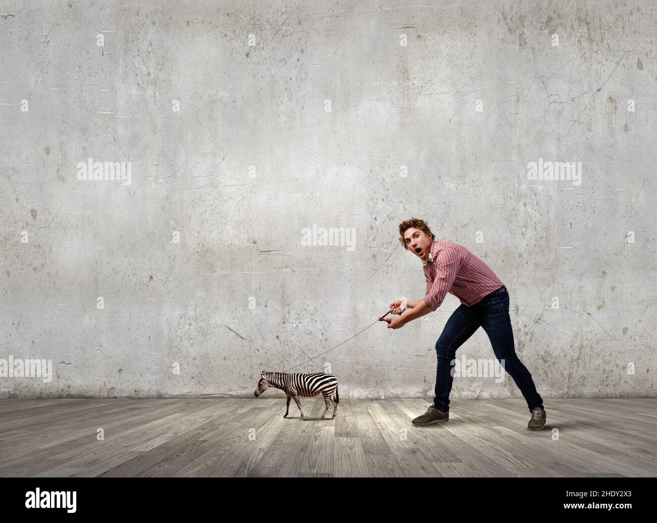 man, zebra, tame, walk the dog, guy, men, zebras, tames, walk the dogs ...