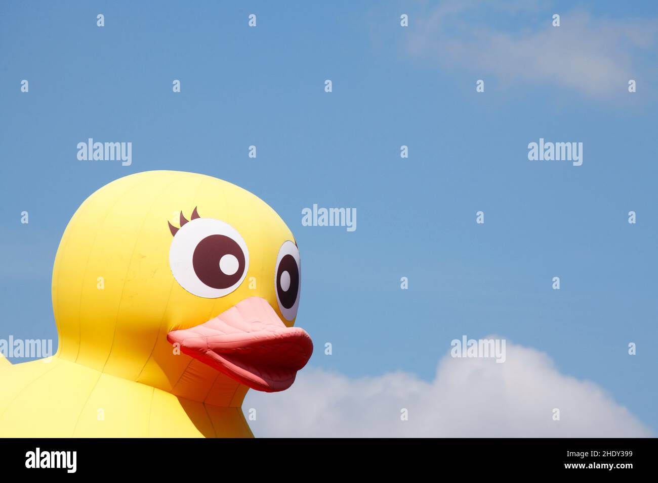 balloon, duck, balloons, ducks Stock Photo - Alamy