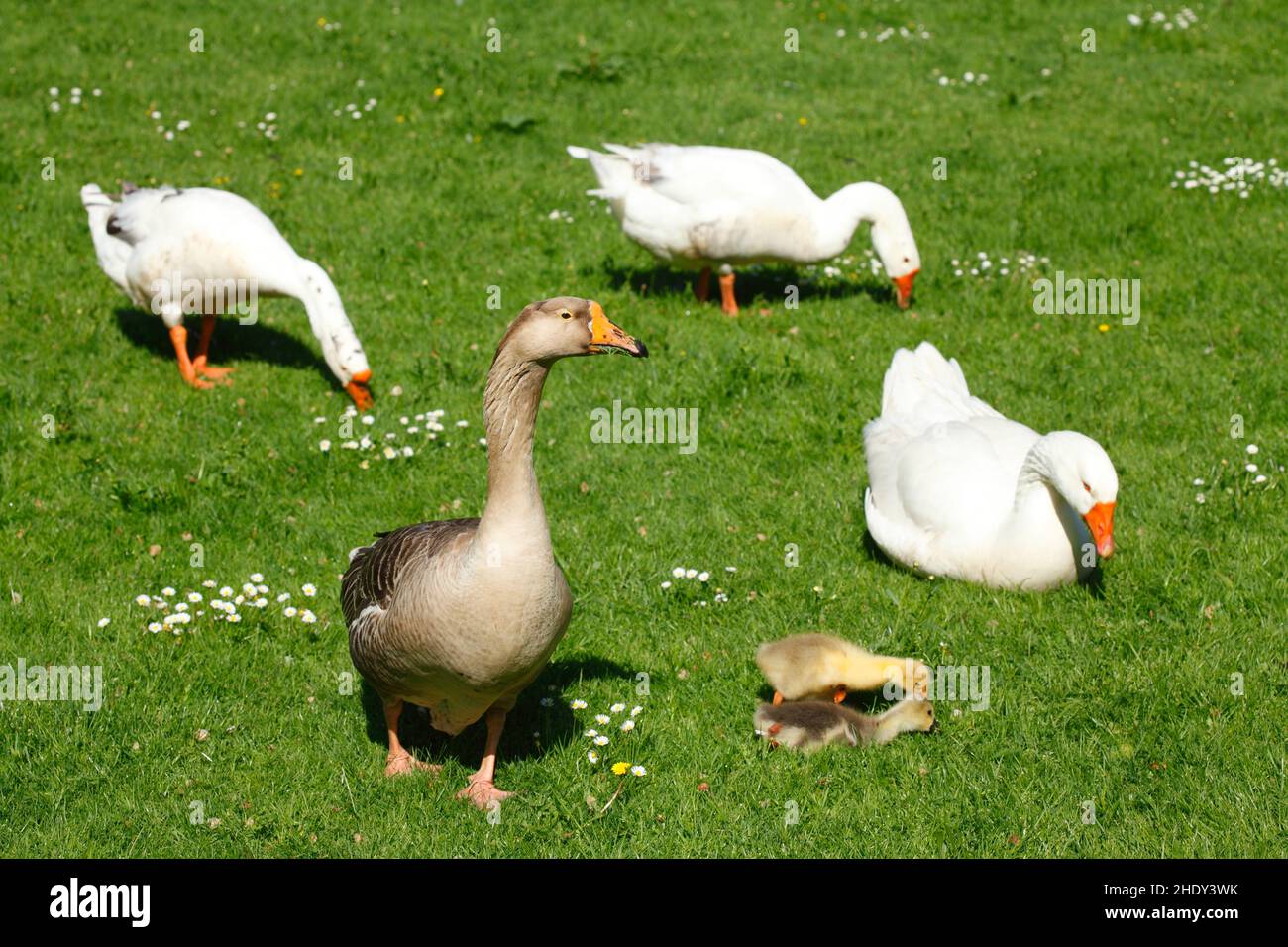 chicks, goose, baby chicken, baby duck, chicken baby, young bird, young ...