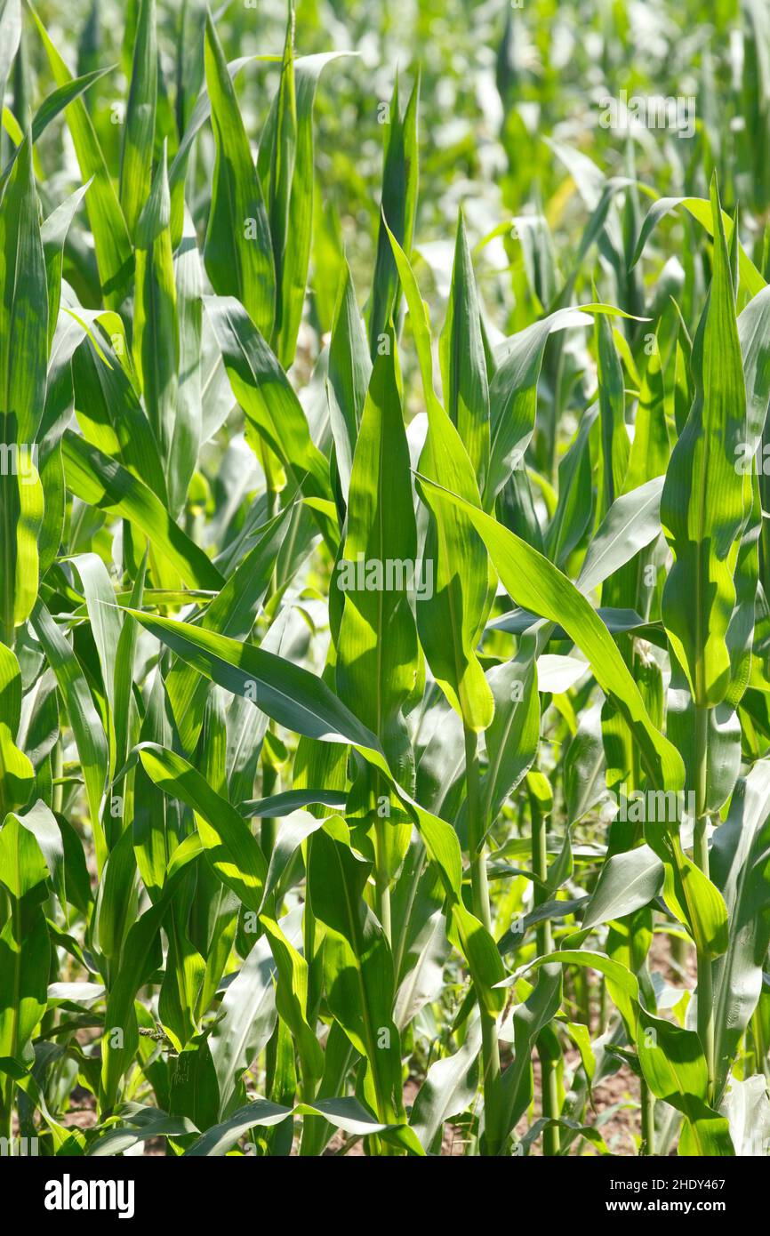 Agriculture maize crop field outbuilding hi-res stock photography and ...