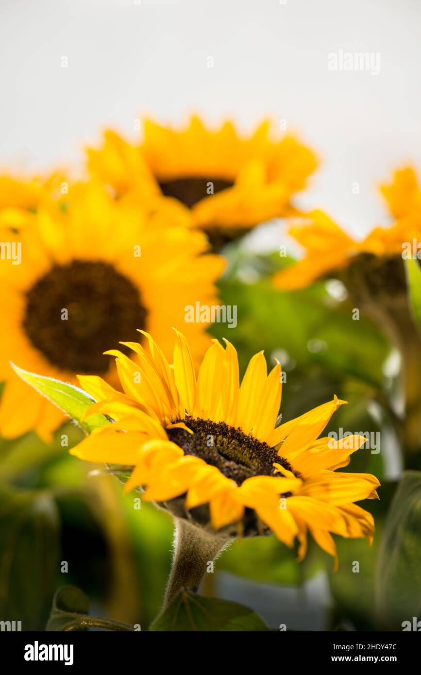 Beautiful blooming sunflowers hi-res stock photography and images - Alamy