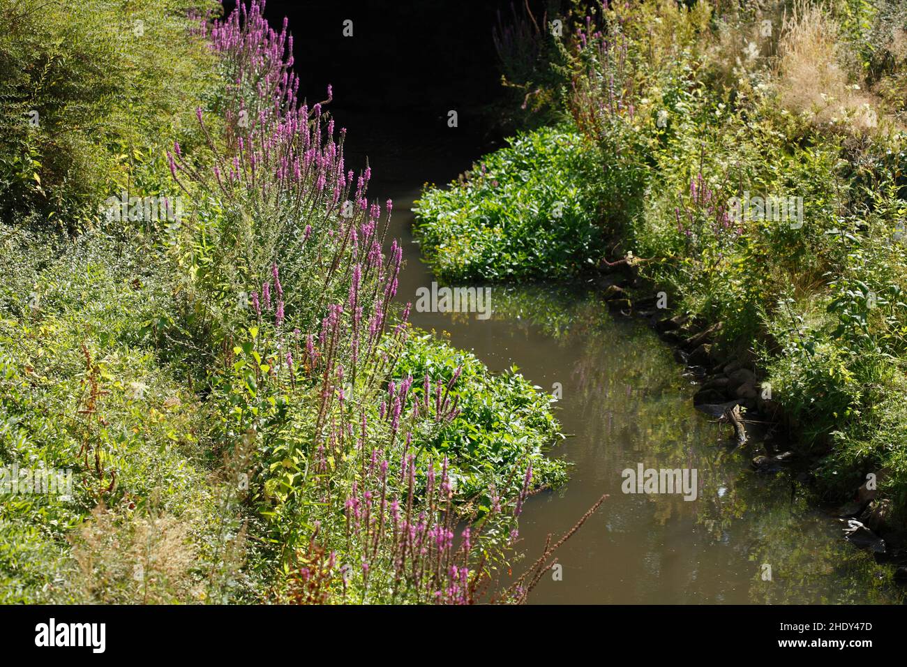 Natures streams hi-res stock photography and images - Alamy