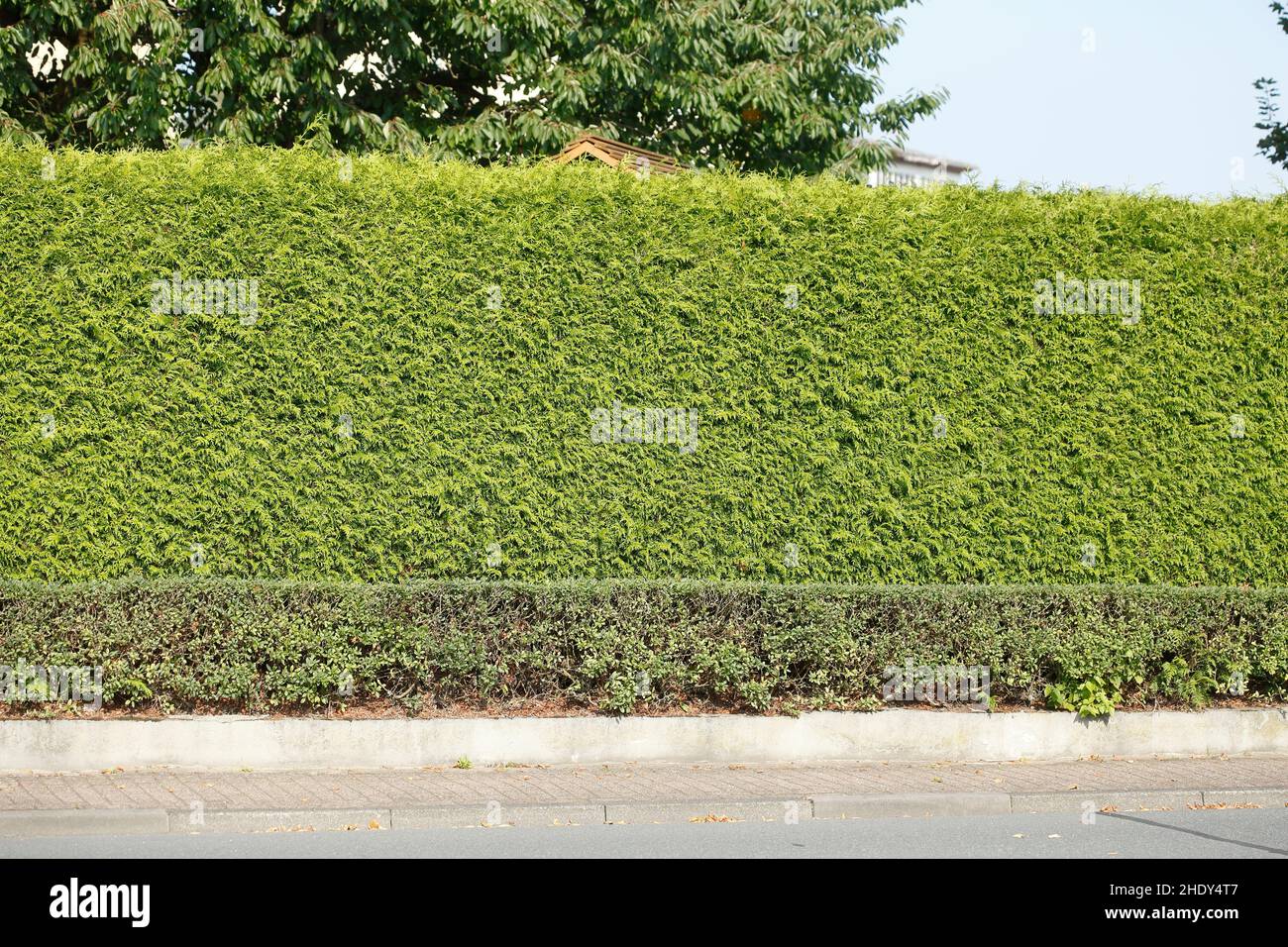 gardenhedge, garden hedges Stock Photo - Alamy