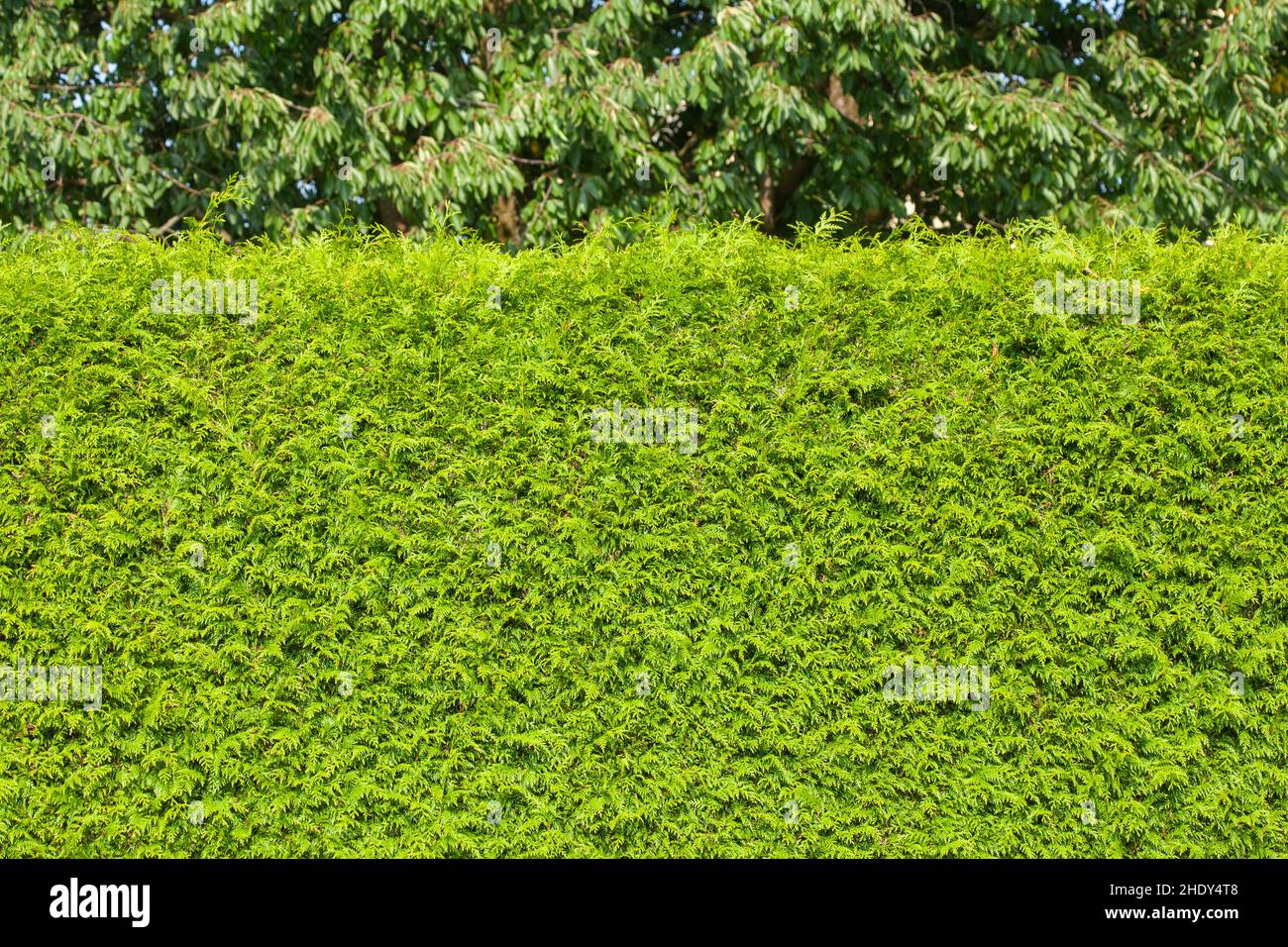 Privacy hedges hi-res stock photography and images - Alamy