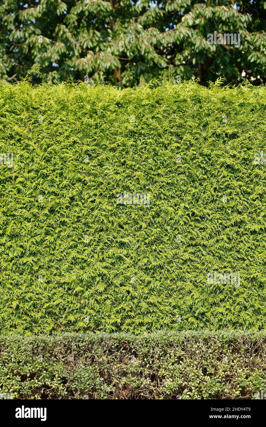 hedge, gardenhedge, hedges, garden hedges Stock Photo - Alamy