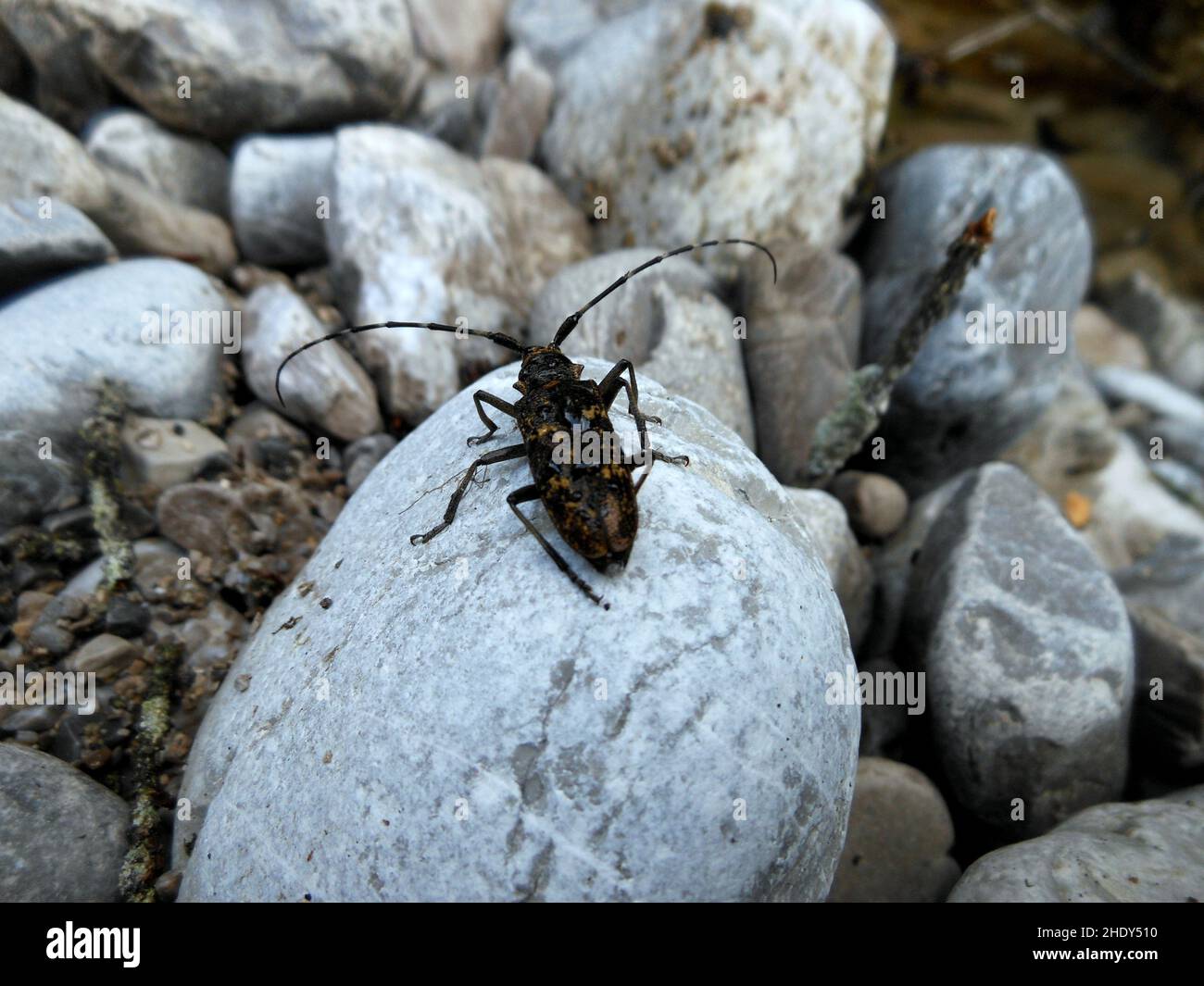 longhorn beetles, monochamus sutor, longhorn beetle, longicorn, small ...