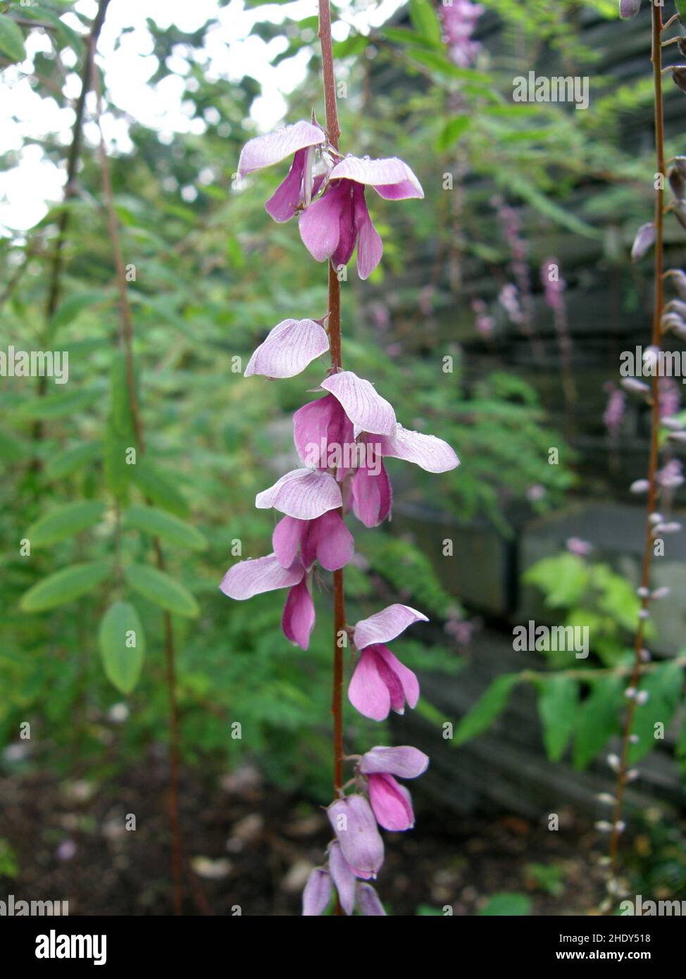 robinia, robinia pseudoacacia, robinias Stock Photo - Alamy