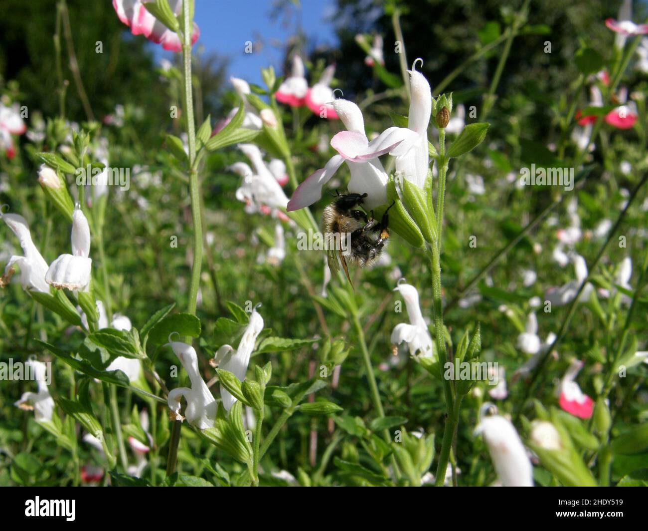 Peach varieties hi-res stock photography and images - Alamy