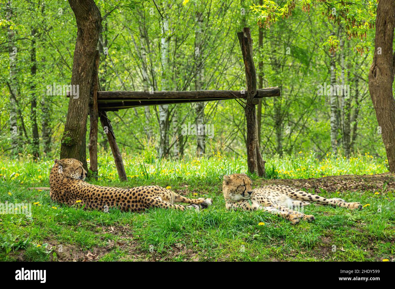 Czech zoo park hi-res stock photography and images - Alamy