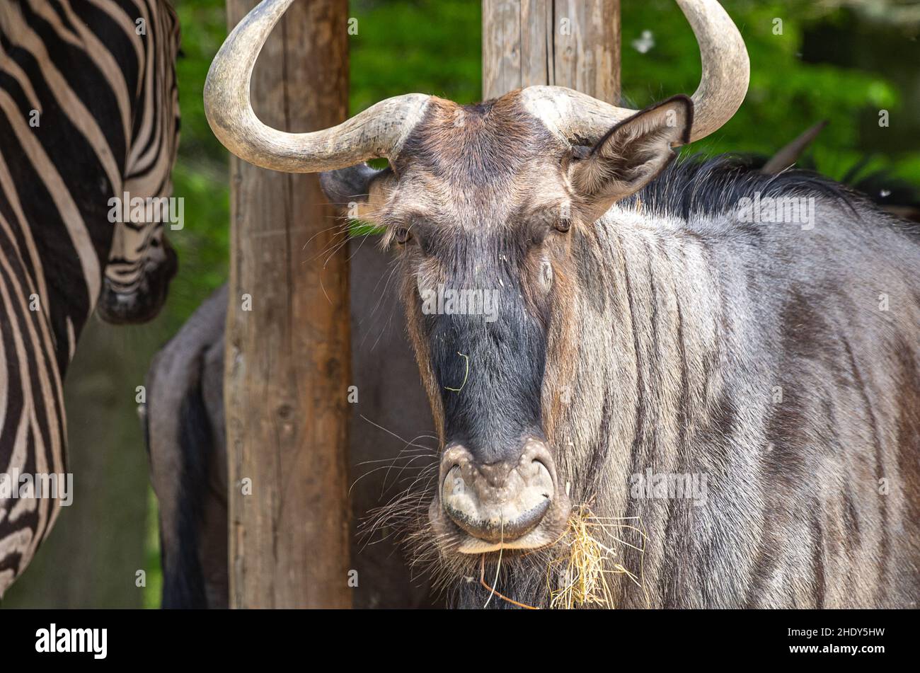 Wildebeest face hi-res stock photography and images - Alamy