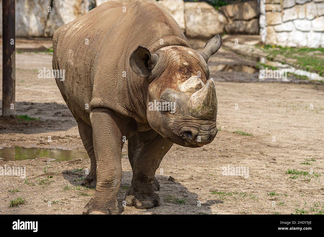 Pachydermata hi-res stock photography and images - Alamy