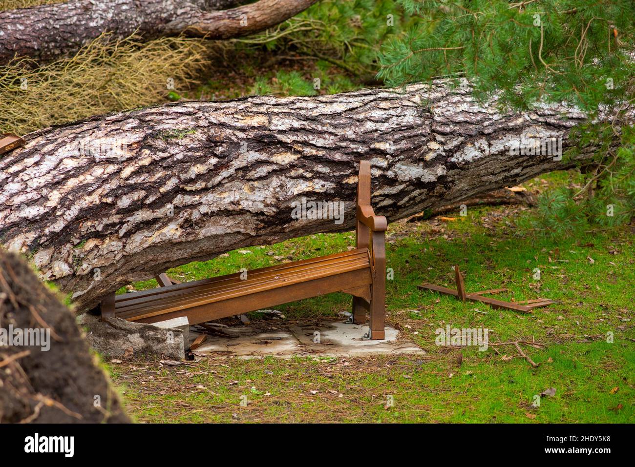 Park bench destroyed by a fallen tree, Arnside, Milnthorpe, Cumbria, UK ...
