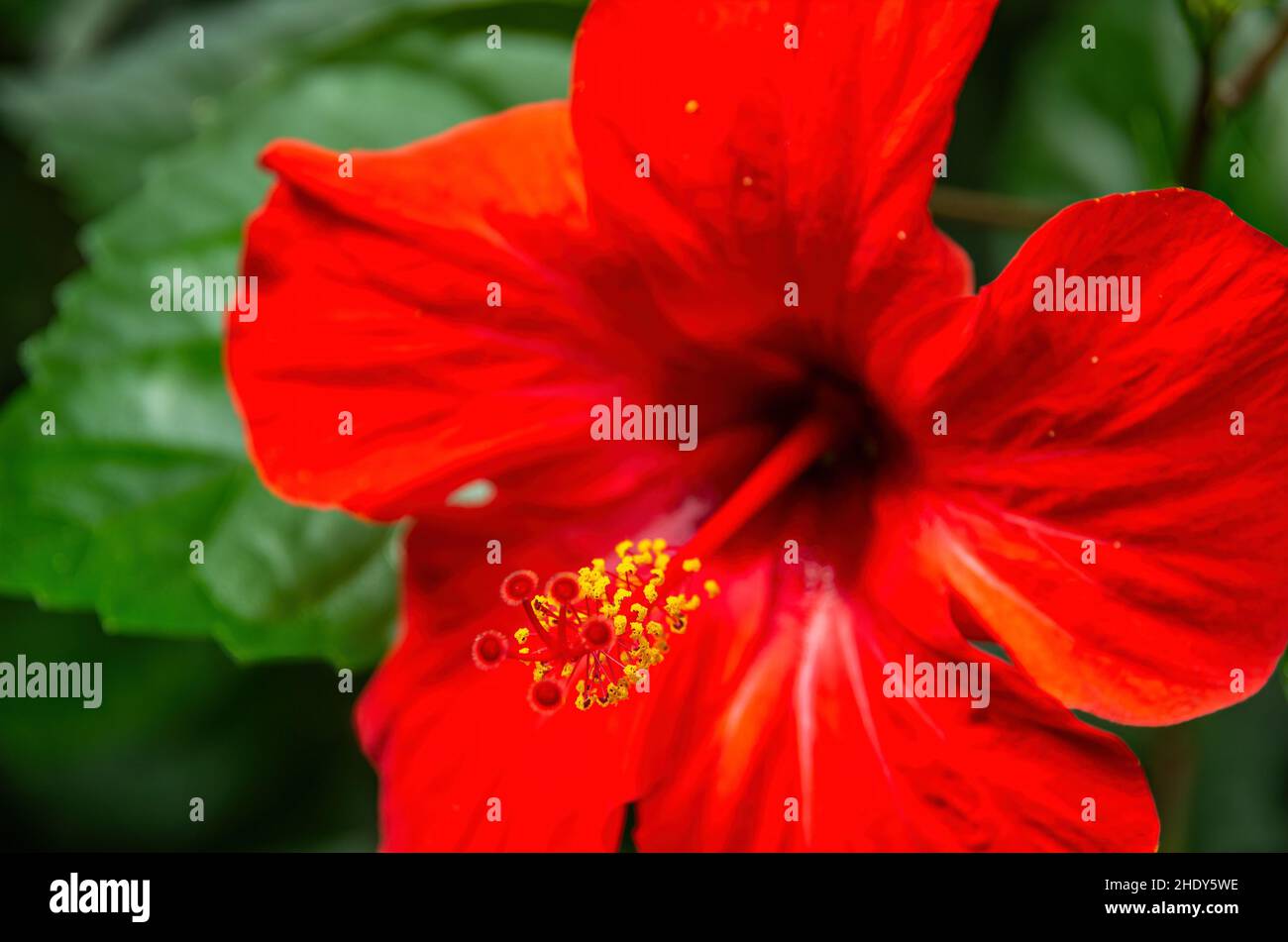 Single, beautifully blossomed hibiscus flower Stock Photo - Alamy