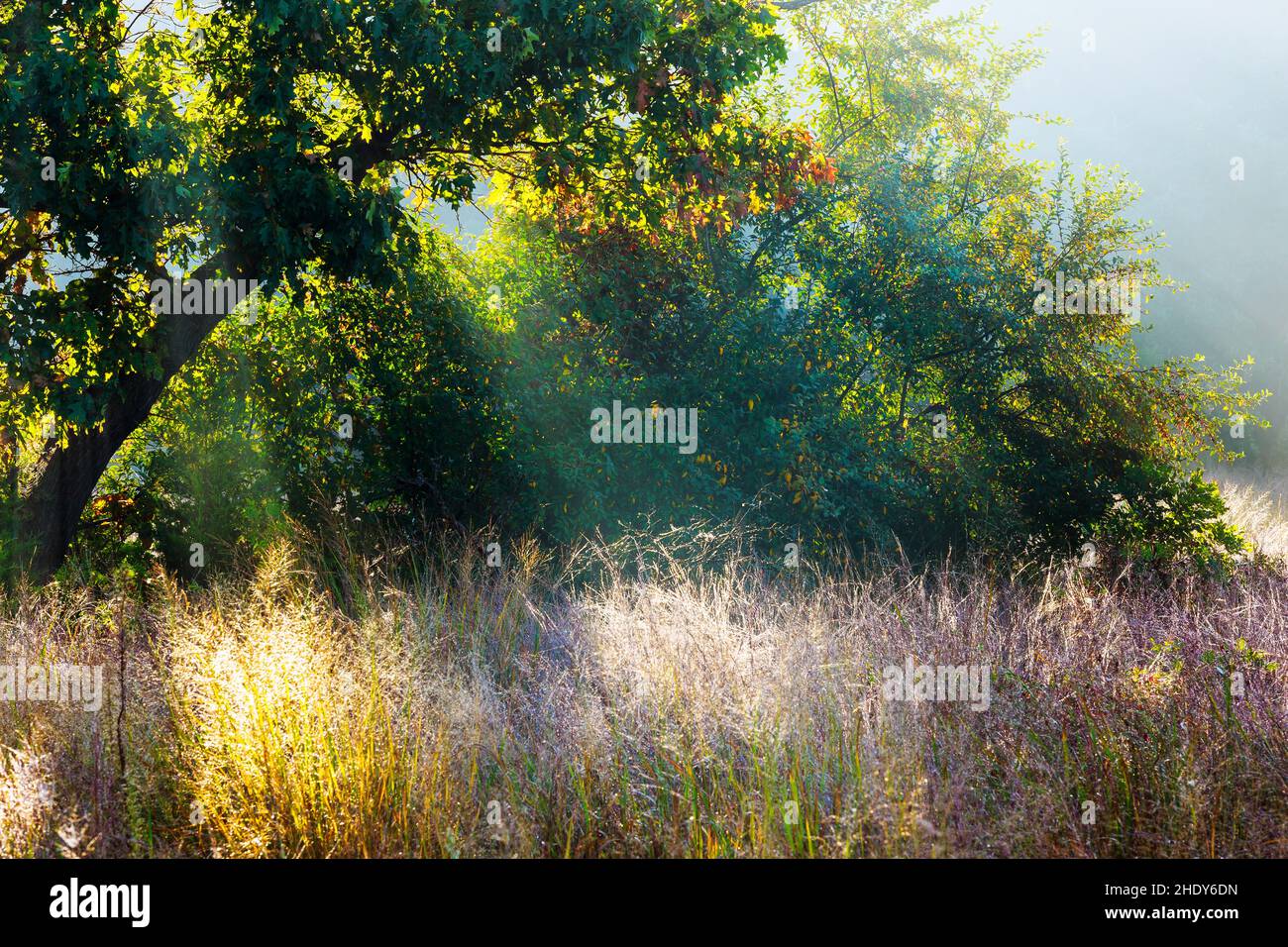 nature, sunlight, tree, natur, natures, sun ray, sun rays, sunbeam ...