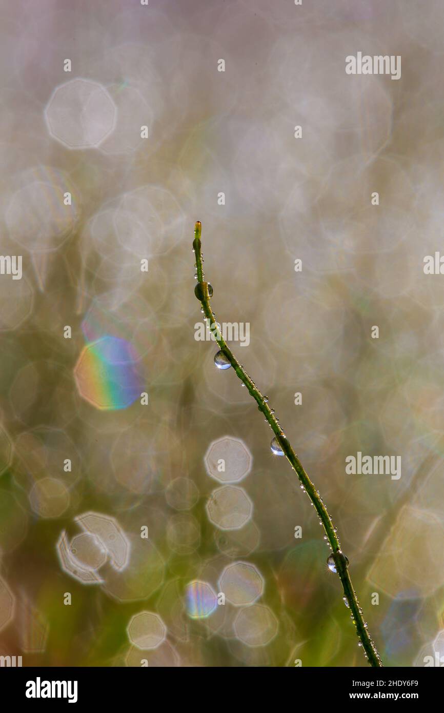 blade of grass, reflections, raindrop, morning dew, reflection ...