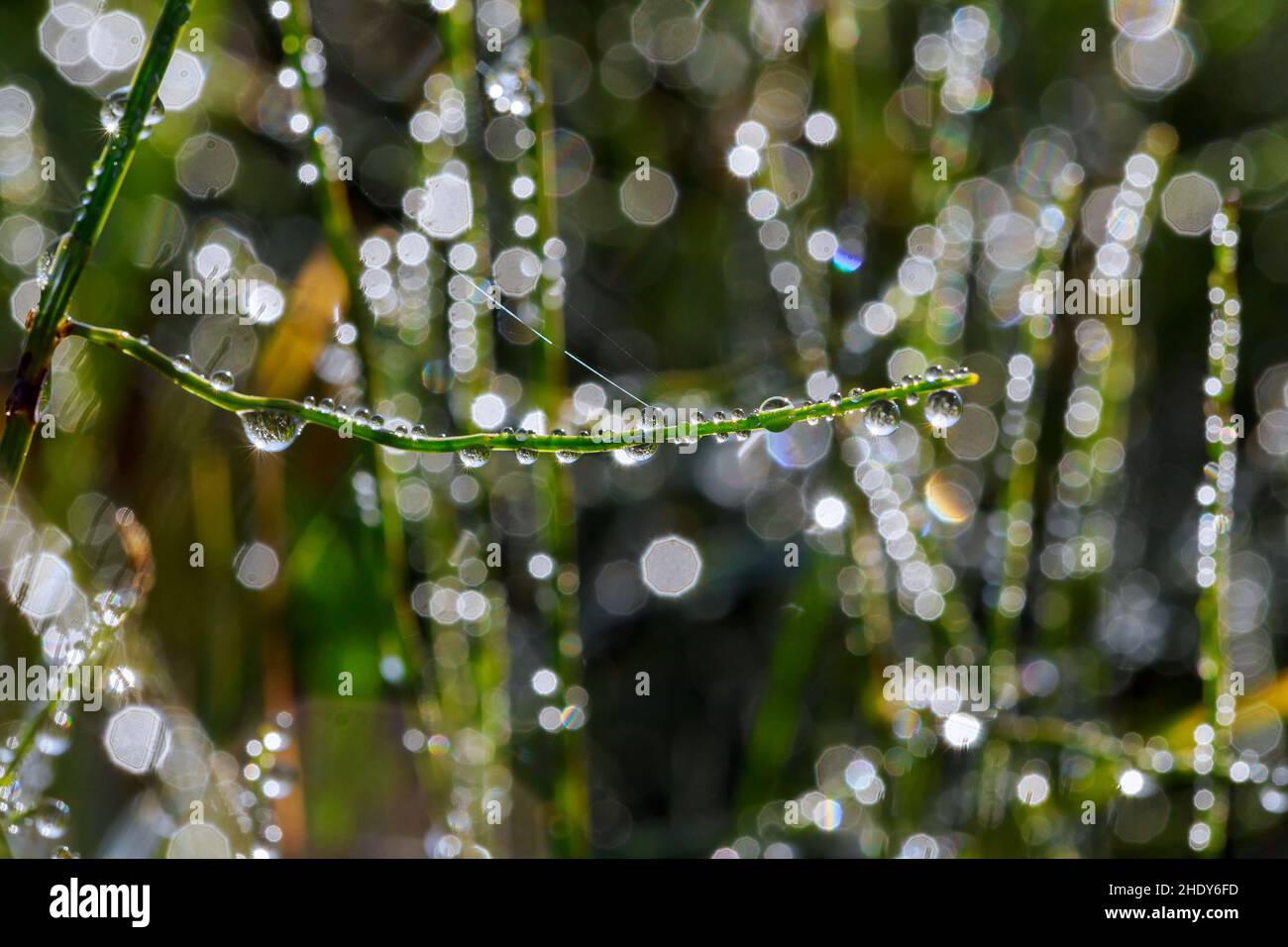 grasses, reflections, morning dew, reflection, dews Stock Photo - Alamy