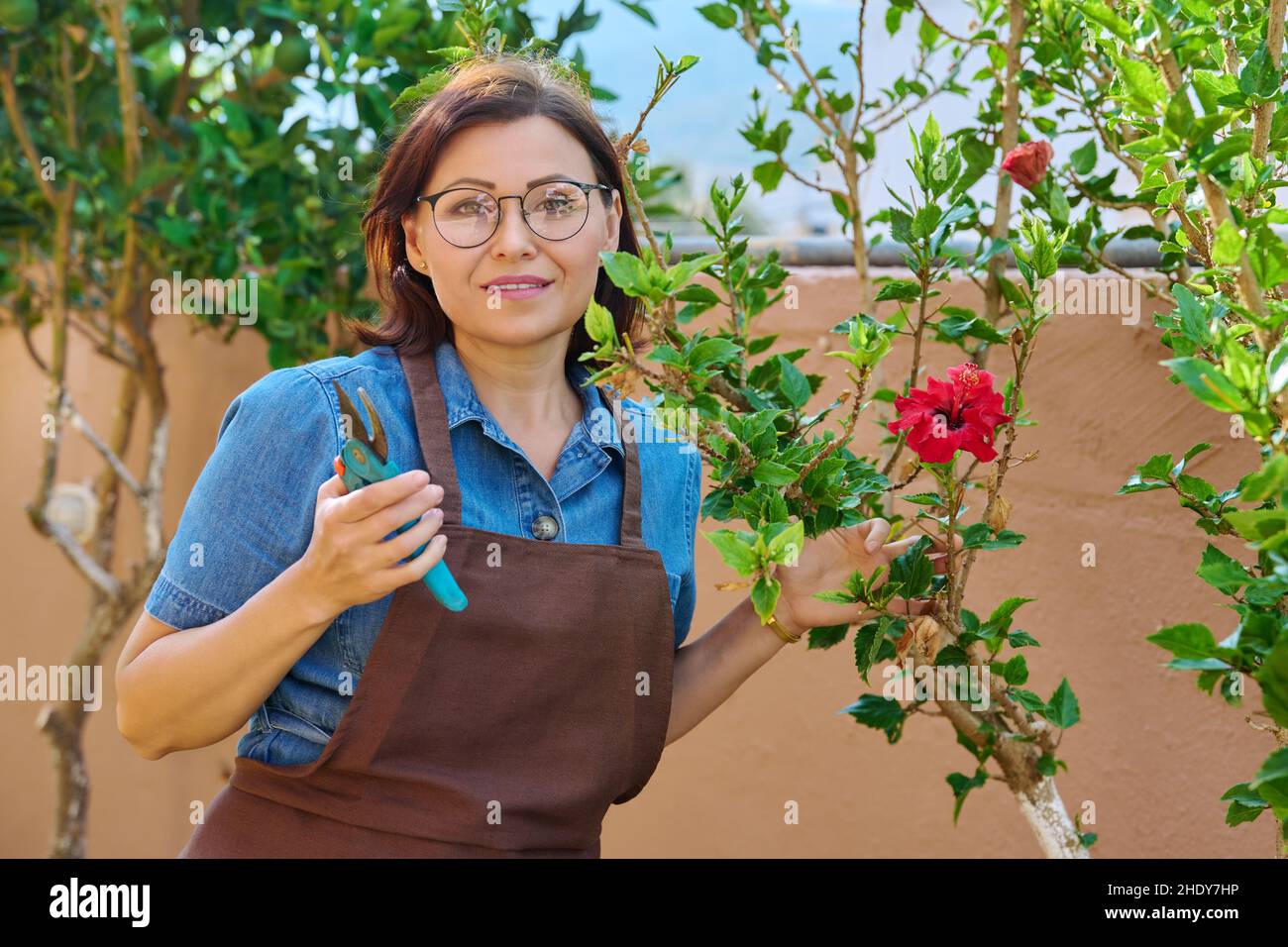 Woman in an apron with pruner, flowering hibiscus bush in garden Stock ...